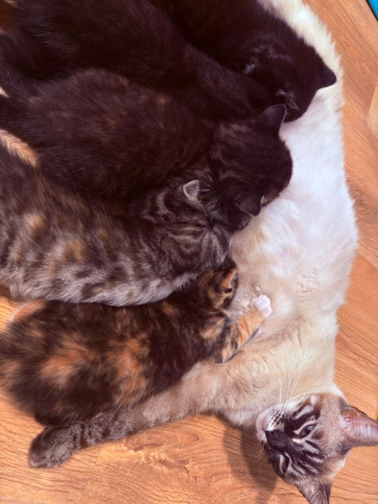 Litter-Trained, Friendly Kittens Available | in Enfield, London | Gumtree