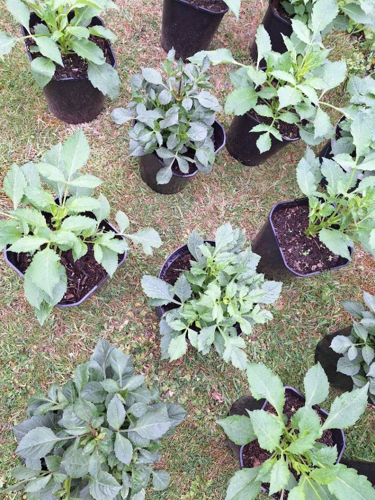 Plant perennial Dahlia 3 for £10.00, £4.00 for Sale in Coventry, West ...
