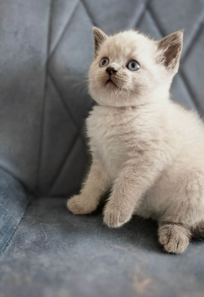 Five stunning purebred British Shorthair kittens – 4 boys and 1 girl ...