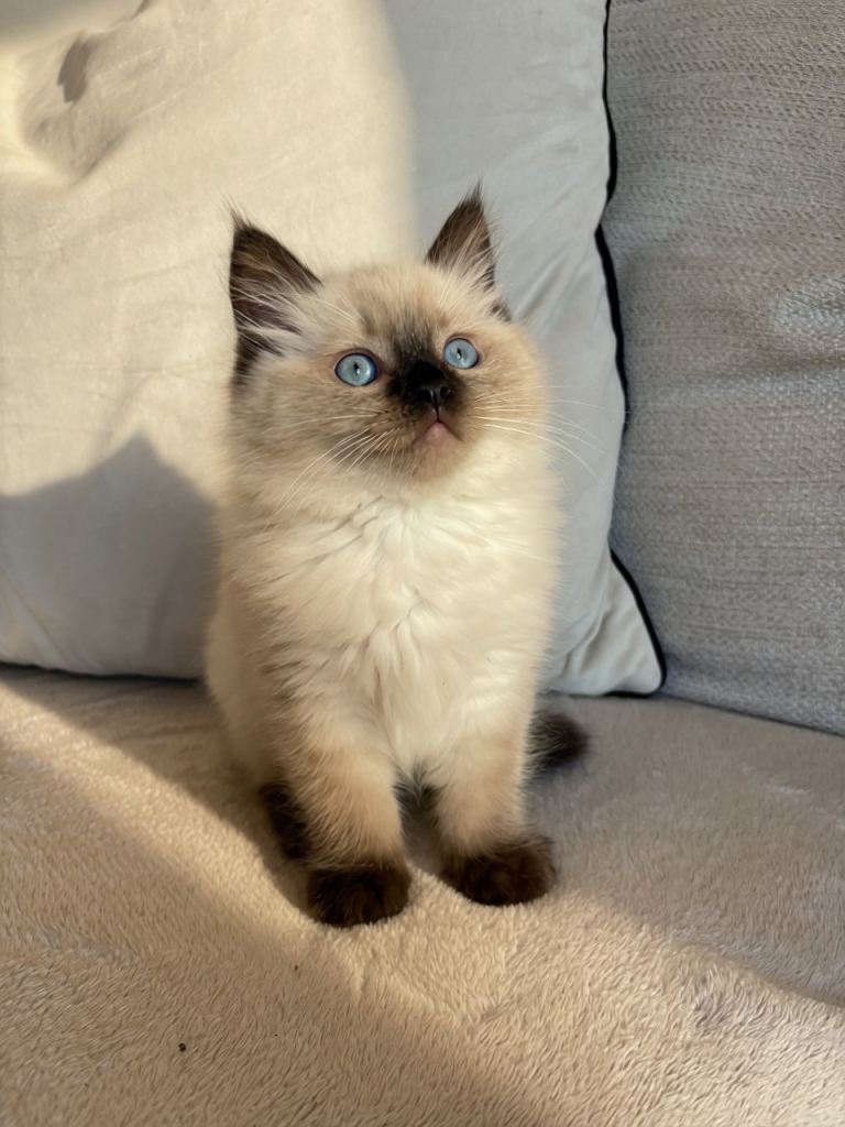 Seal point ragdoll kittens | in Witham, Essex | Gumtree