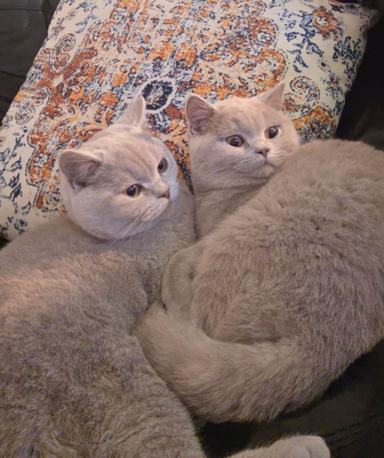 Cats | in Bolton, Manchester | Gumtree