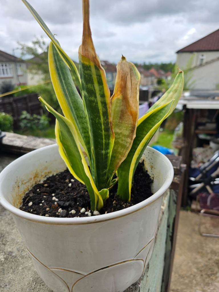 House plant | in Fishponds, Bristol | Gumtree