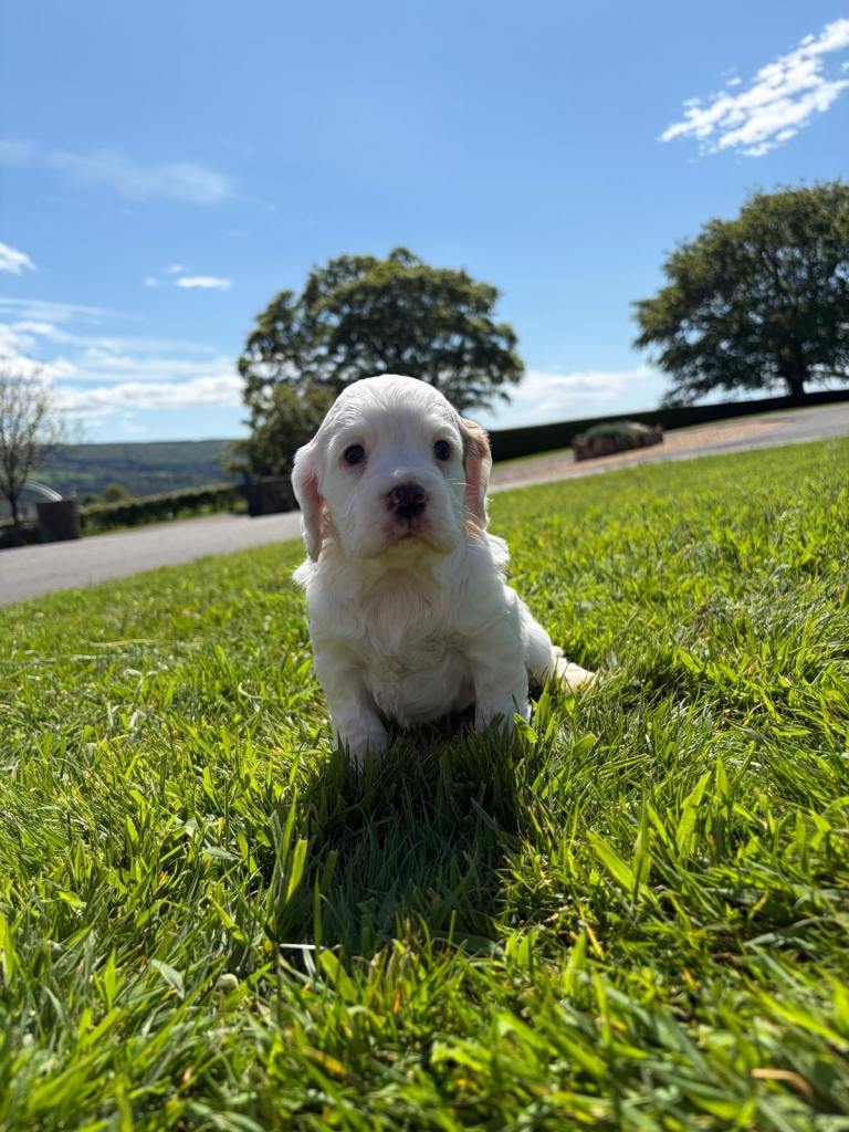 Cocker Pups for Sale | in Newmilns, East Ayrshire | Gumtree
