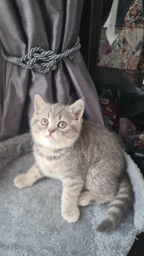 Adorable Bristh ShortHair kittens | in Aston, West Midlands | Gumtree