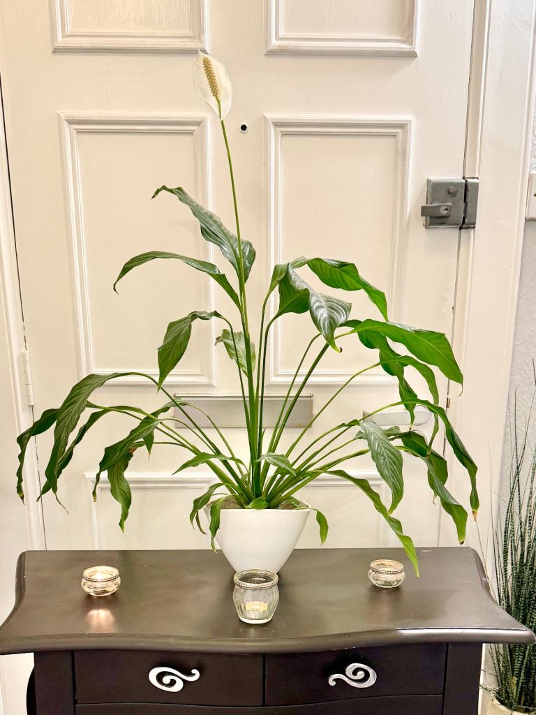 Large leaf white flowering peace lily plant in ceramic pot , mature and ...