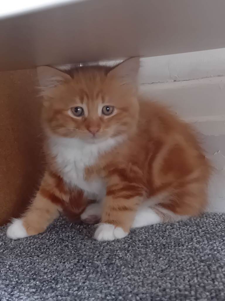 Kittens | in Huddersfield, West Yorkshire | Gumtree