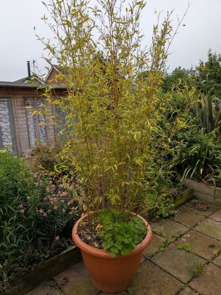 bamboo plant, £45.00 for Sale in Bishop Auckland, County Durham | Gumtree
