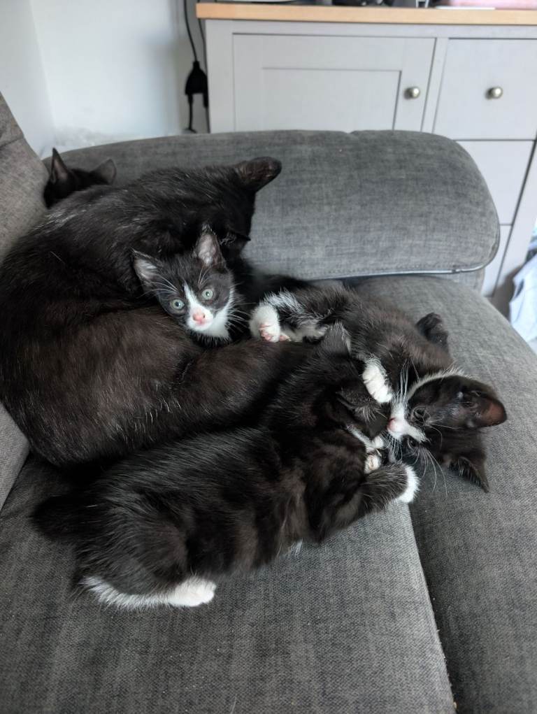 Kittens | in Crumlin, County Antrim | Gumtree